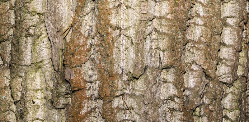 Close Up Bark Texture of Tree Red Oak. Stock Photo - Image of industry ...