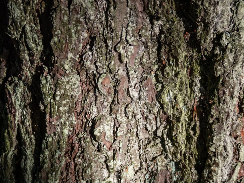 Bark of a Tree in Shades of Grey and Black in Bright Sunlight. Close-up ...