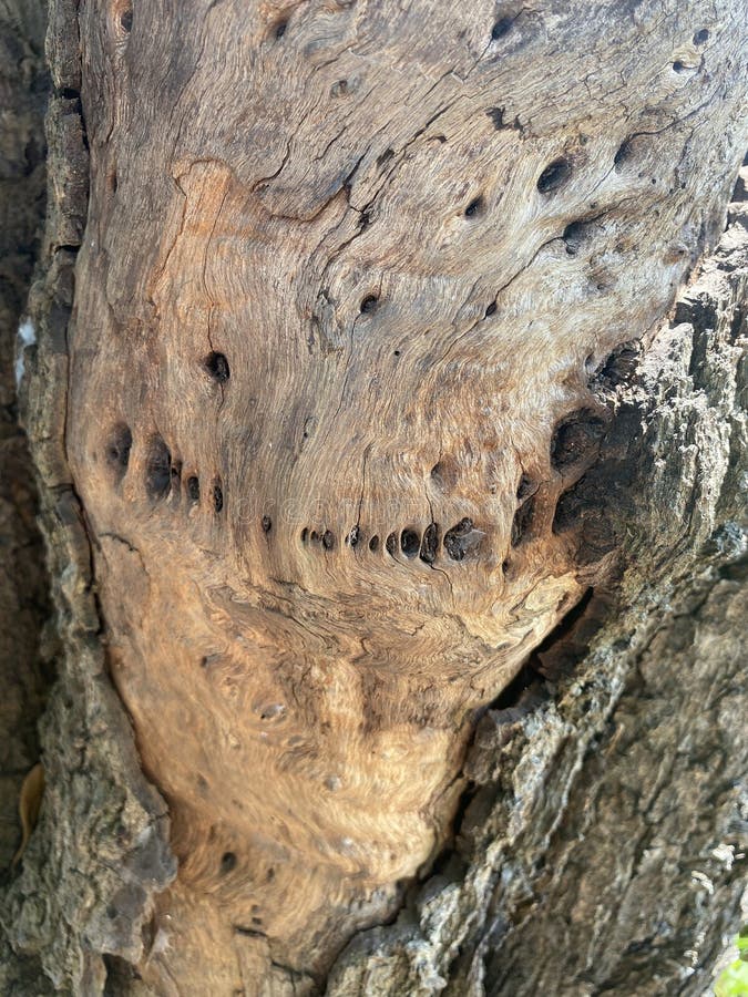 Bark tree textue stock photo. Image of tree, background - 244150432