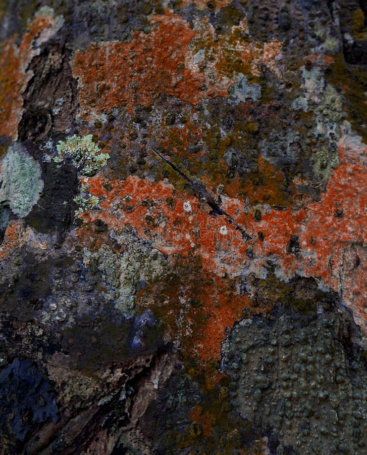 Lichen Texture Dark Pattern. Stock Image - Image of bark, forest: 107206163