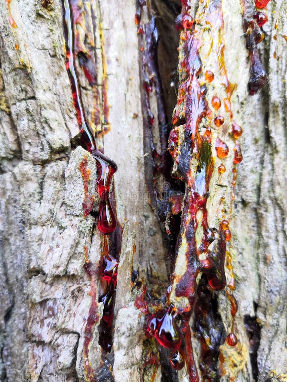 Close-up of the Bark of a Tree Whose Intense Red Sap is Flowing Stock ...
