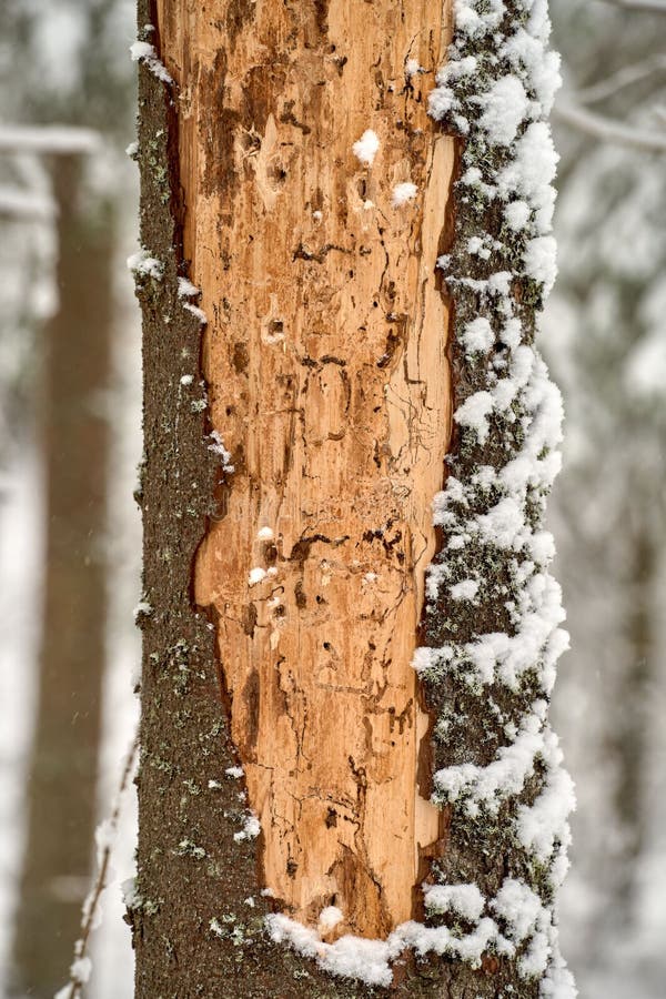 Close-up of the Bark of a Tree during Winter with the Intricate ...