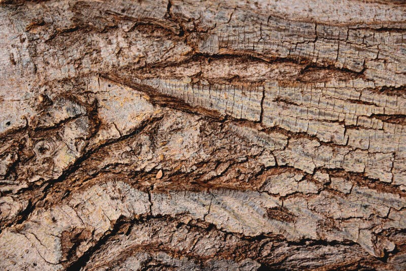 Close Up on Bark Wood Grain Stock Photo - Image of grained, plant ...