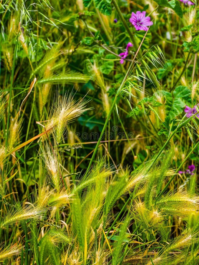 Barley crop stock image. Image of reap, pattern, nature - 121451363