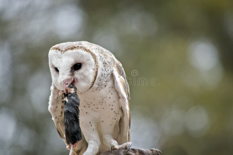 Owl Eating Rat Stock Photos - Free & Royalty-Free Stock Photos from ...