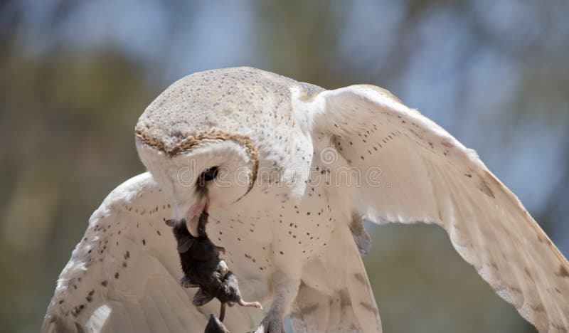 This is a Close Up of a Barn Owl Stock Photo - Image of white, mouser ...