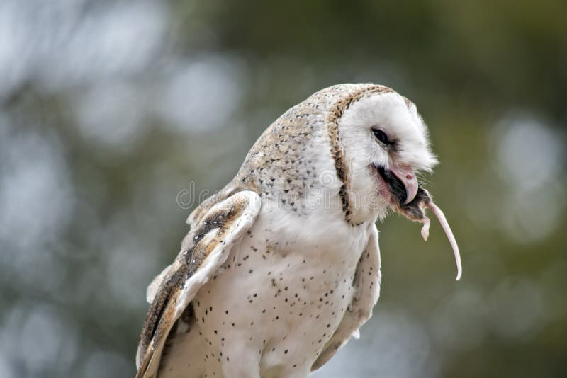 Owl Eating Rat Stock Photos - Free & Royalty-Free Stock Photos from ...