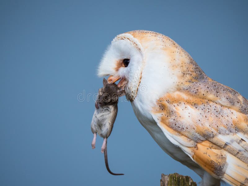 Close Up of a Barn Owl with a Mouse Stock Image - Image of claw ...