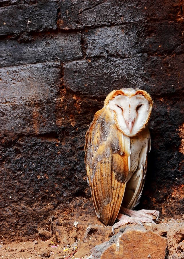 Close up a Barn Owl. stock photo. Image of outdoors, view - 44805788