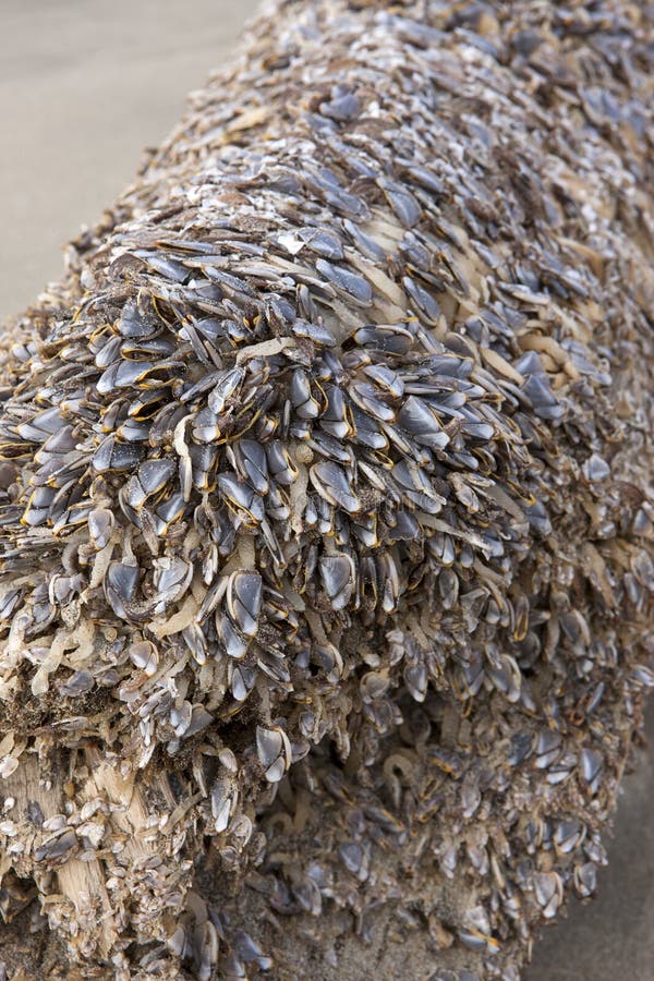 Close Up of Barnacle Covered Log. Stock Image - Image of newport ...
