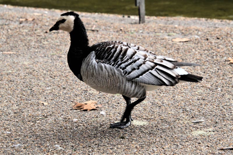 A Close Up of a Barnacle Goose Stock Image - Image of goose, london ...