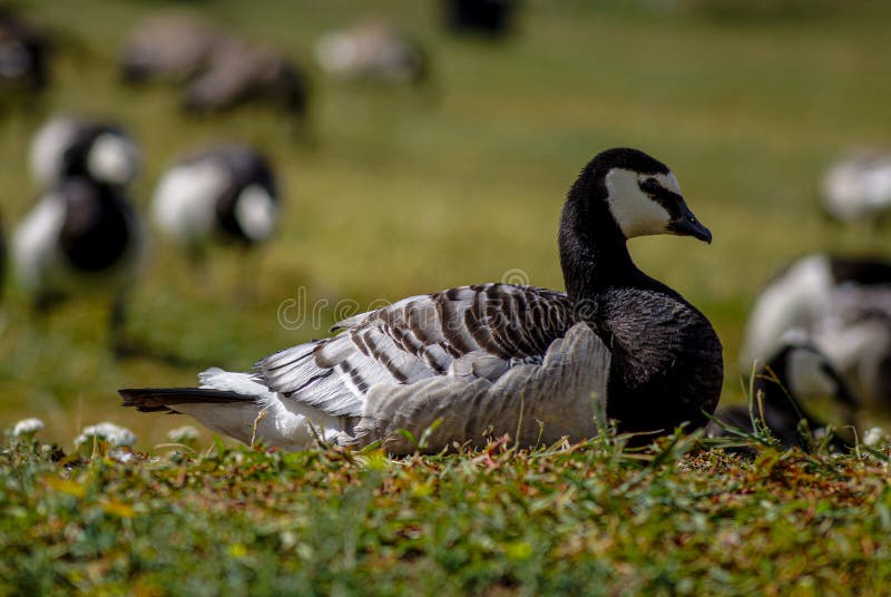Close Up of Barnacle Goose on a Meadow Stock Photo - Image of grass ...