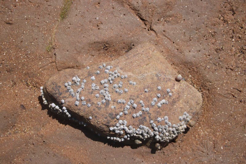 Austrominius Stock Photos - Free & Royalty-Free Stock Photos from ...