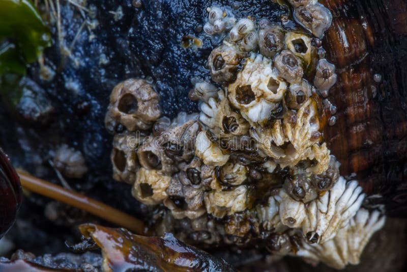 Barnacles on a mussel stock photo. Image of encrusted - 48868462