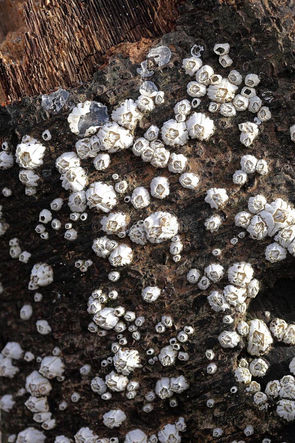 123 Crustations Photos - Free & Royalty-Free Stock Photos from Dreamstime