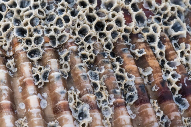 1,048 Barnacles Texture Stock Photos - Free & Royalty-Free Stock Photos ...