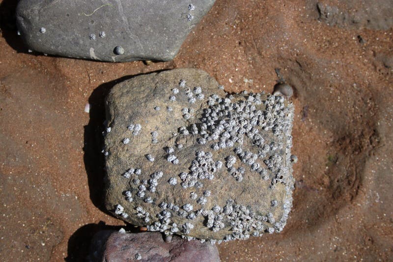 Close-up of the Icy Seashore, Frozen Waves, Rocks and Sun Glare on the ...