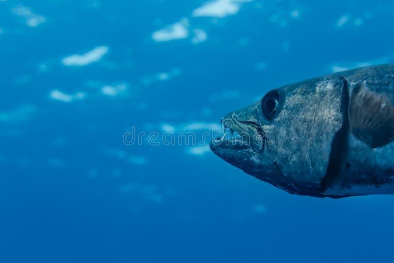 Close Up of Barracuda Teeth in Blue Water, Sphyraena Barracuda Stock ...