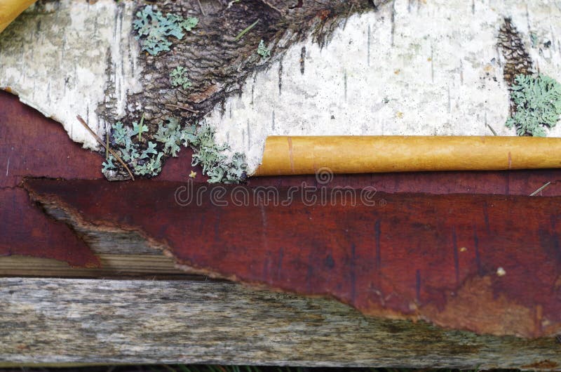 Birch Bark Scrolls Stock Photos - Free & Royalty-Free Stock Photos from ...