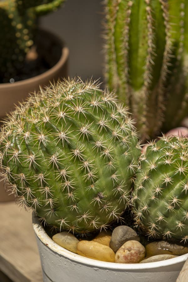 Close-up of Barrel Cactus in a Set of Pots Stock Photo - Image of ...