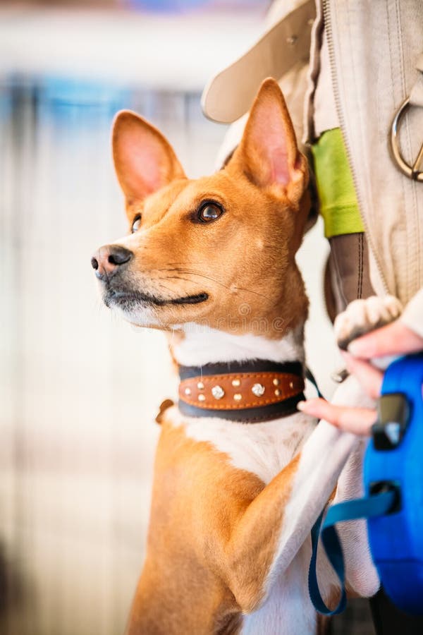 Close Up Basenji Kongo Terrier Dog Stock Photo - Image of sitting ...