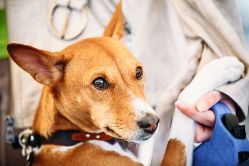 Close Up Basenji Kongo Terrier Dog Stock Photo - Image of mammal ...