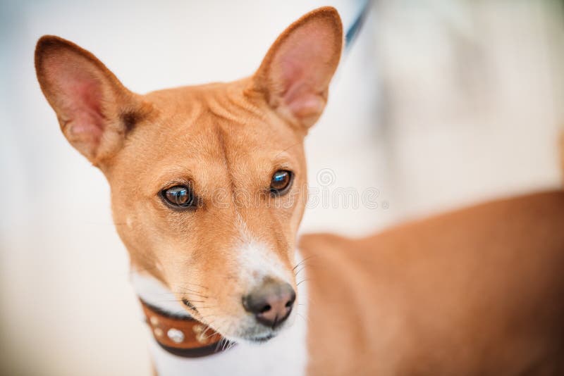 Close Up Basenji Kongo Terrier Dog Stock Photo - Image of domestic ...
