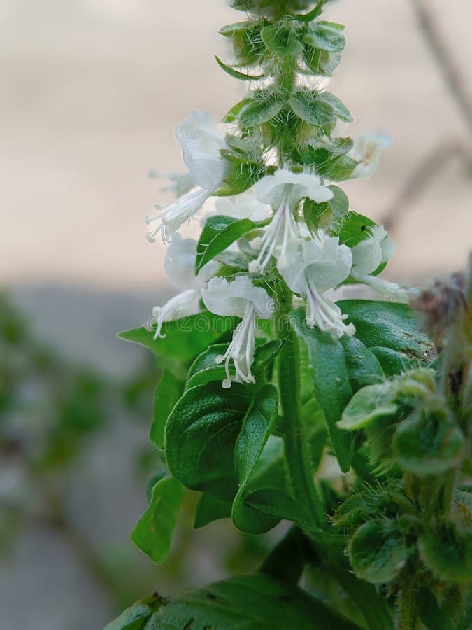 Close-up of Basil Flower in Bloom Stock Photo - Image of basil, flower ...