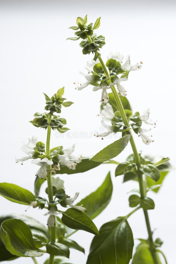 Close up basil flower stock photo. Image of plant, summer - 162567622