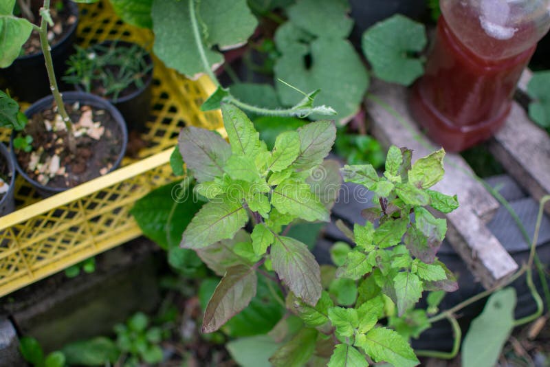 Basil Plants in Coir Pots in Pot Stock Photo - Image of climbing ...