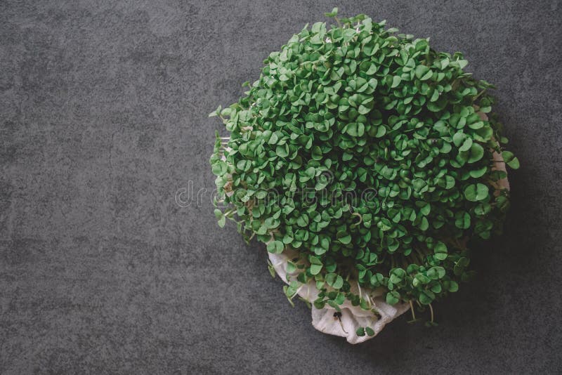 Close-up of Basil Microgreens on Gray Background. Stock Image - Image ...