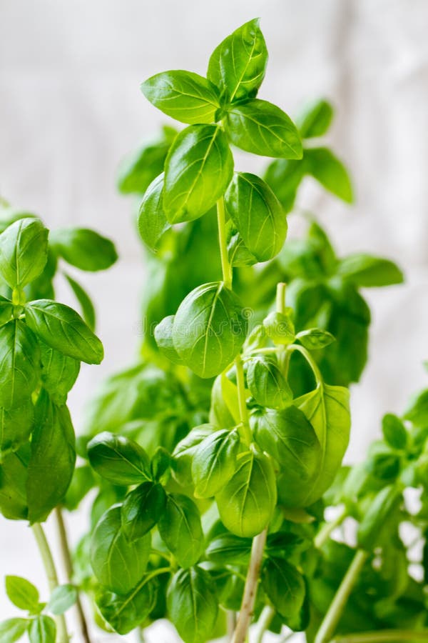 Basil stock photo. Image of aromatic, isolated, closeup - 102581678