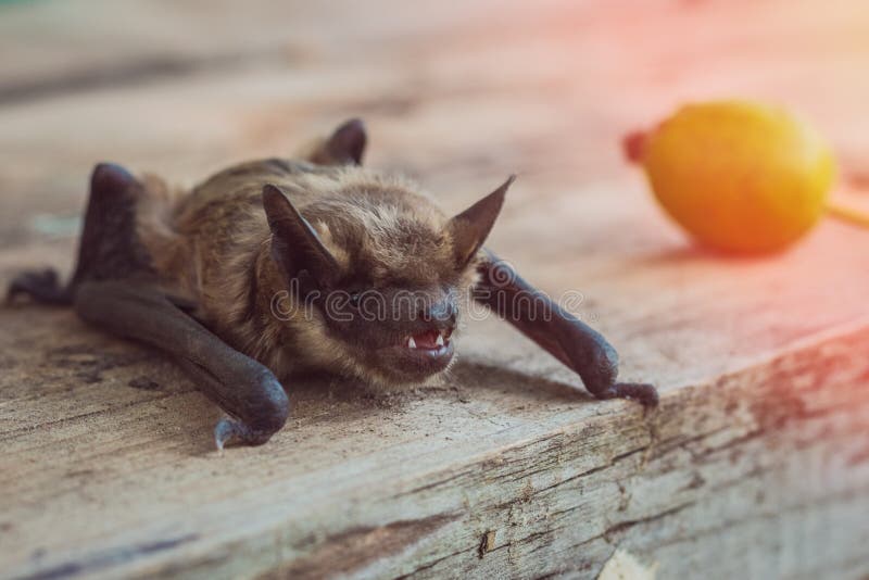 Close-up of bat face stock photo. Image of pipistrelle - 129924212
