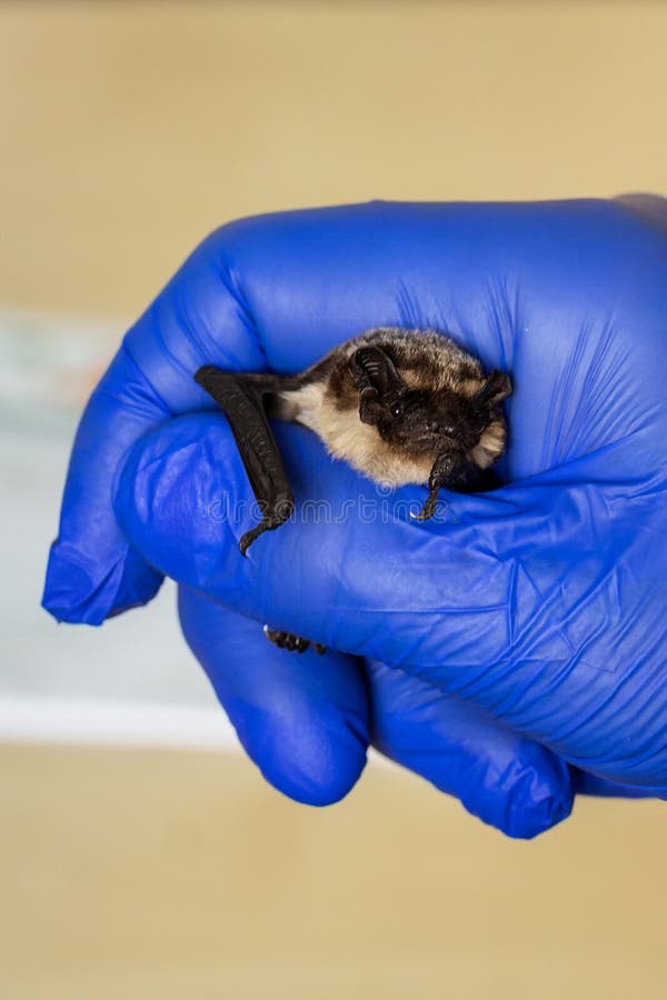 The bat in close-up stock image. Image of nature, blue - 368480433