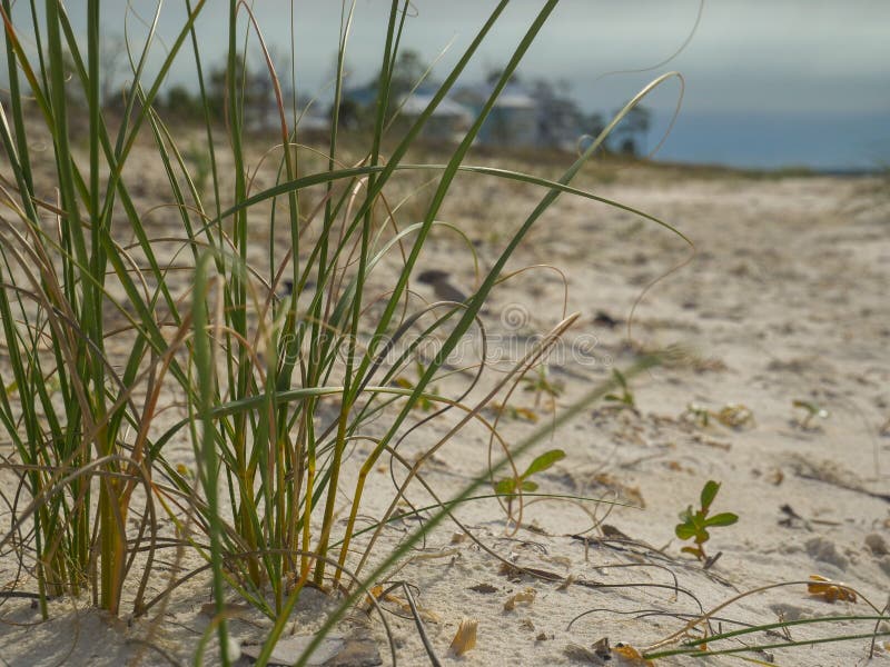 Close Up of Beach Grass with Ocean in the Background Stock Photo ...