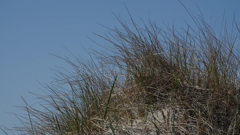 Beach Grass Silhouette Blowing in the Full Moon Night 4K Loop Stock ...