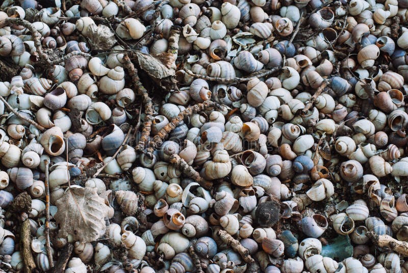 Close Up of Beach Sand with Lots of Sea Shells Stock Image - Image of ...