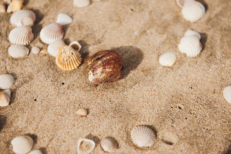 Close Up of Beach Sand with Lots of Sea Shells. Golden Hour. Stock ...