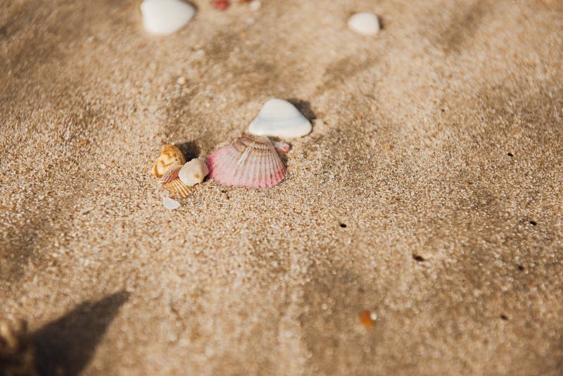 Close Up of Beach Sand with Lots of Sea Shells. Golden Hour. Stock ...