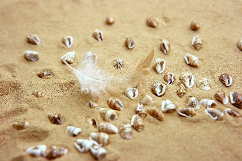 Close Up of Beach Sand with Tiny Sea Shells and Feather. Stock Photo ...