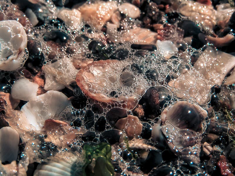 Shells and foam stock image. Image of foam, nature, water - 225254617