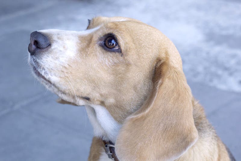 Close Up Beagle Dog Looking Stock Image - Image of young, attentive ...