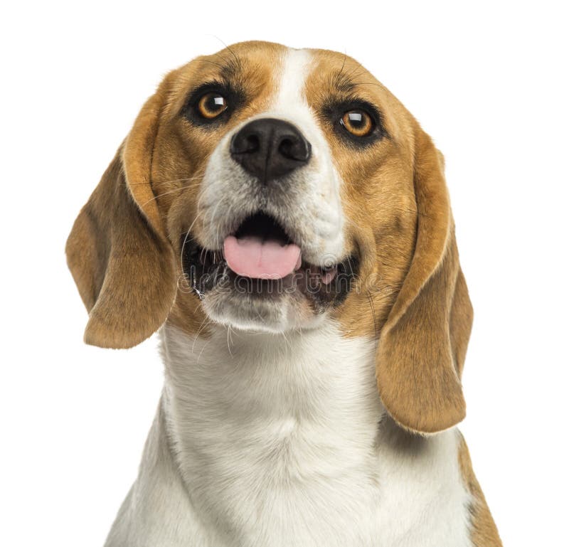 Close-up of a Beagle Panting, Looking Up, Isolated Stock Image - Image ...