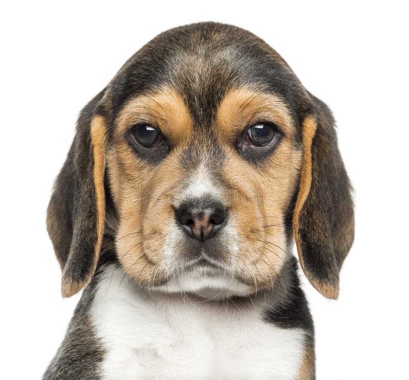 Beagle Puppy Dog Looking Up. Isolated on White Background Stock Image ...