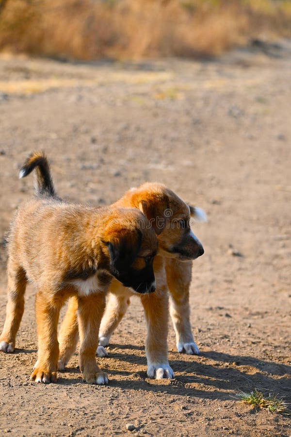 Close Up of Beagle Puppy Looking Stock Image - Image of isolated ...