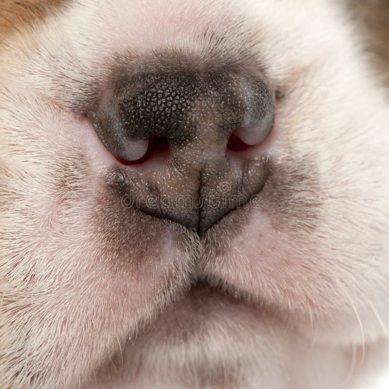Beagle nose stock photo. Image of furry, puppy, cute, animal - 5109862
