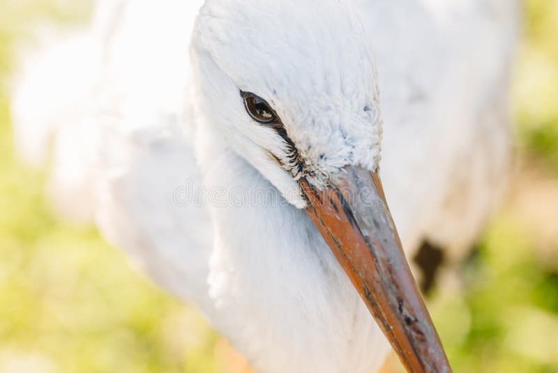Close Up of Beak and Eyes of a Stork Stock Photo - Image of closeup ...