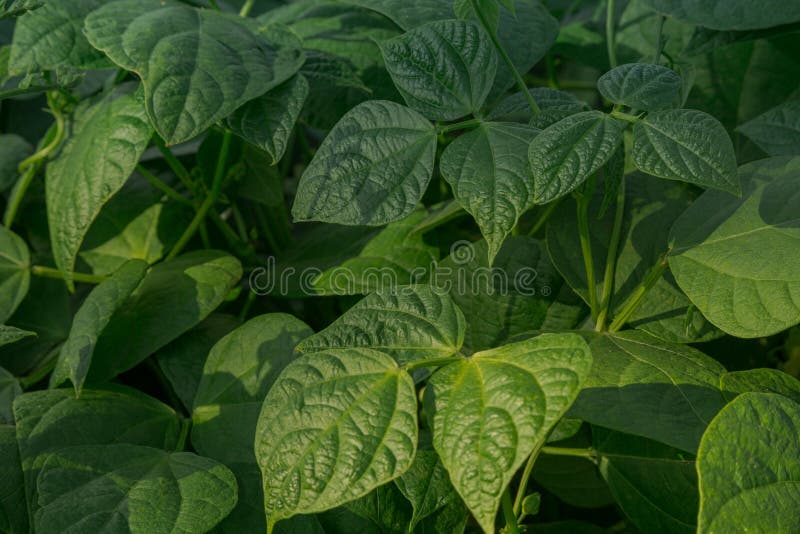 Close Up Bean Crop Field in Mexico Stock Photo - Image of beautiful ...