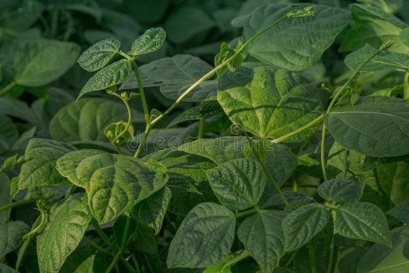 Close Up Bean Crop Field in Mexico Stock Image - Image of grow, country ...