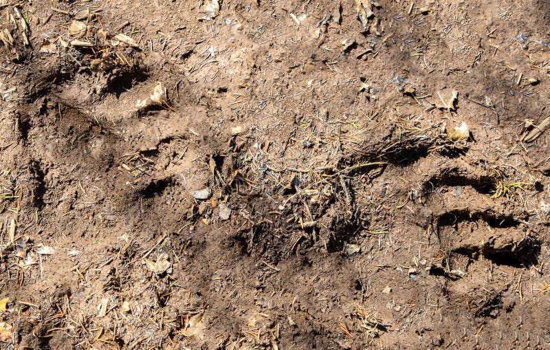 Close-up of Bear Tracks on the Ground Stock Image - Image of trail ...